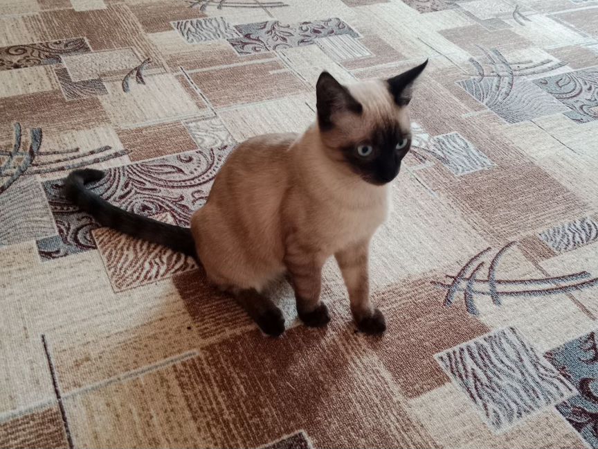 Кот породистый 6мес