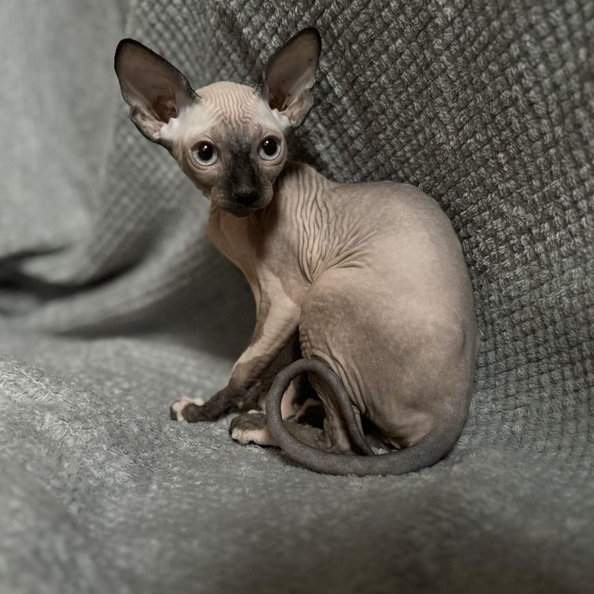 Канадский сфинкс котенок девочка