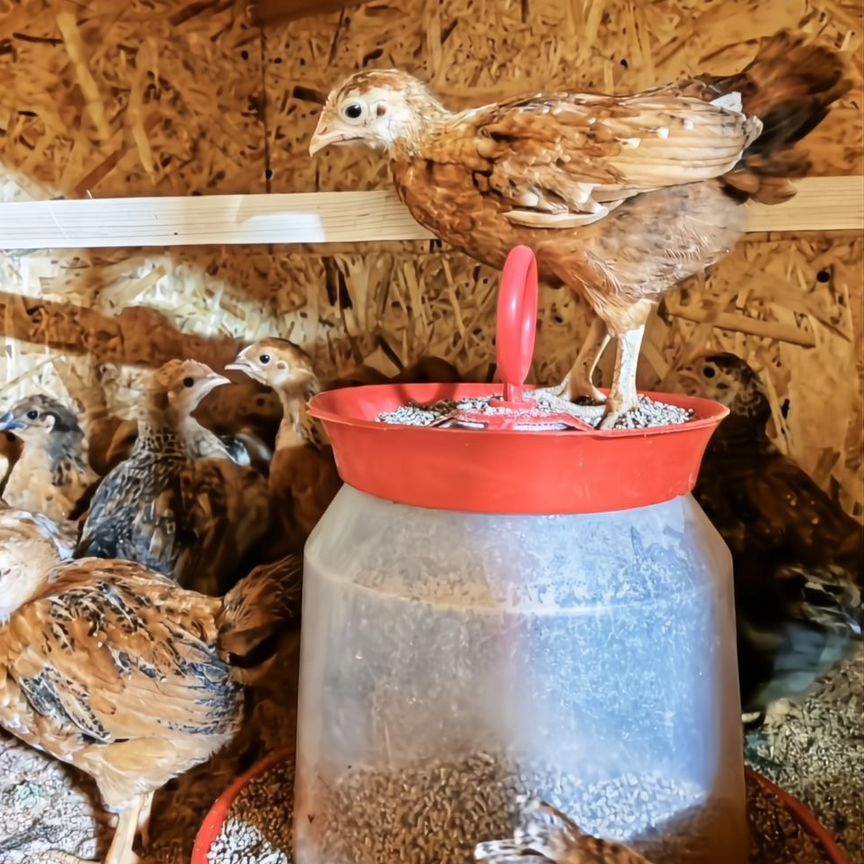 Цыплята несушки подрощенные