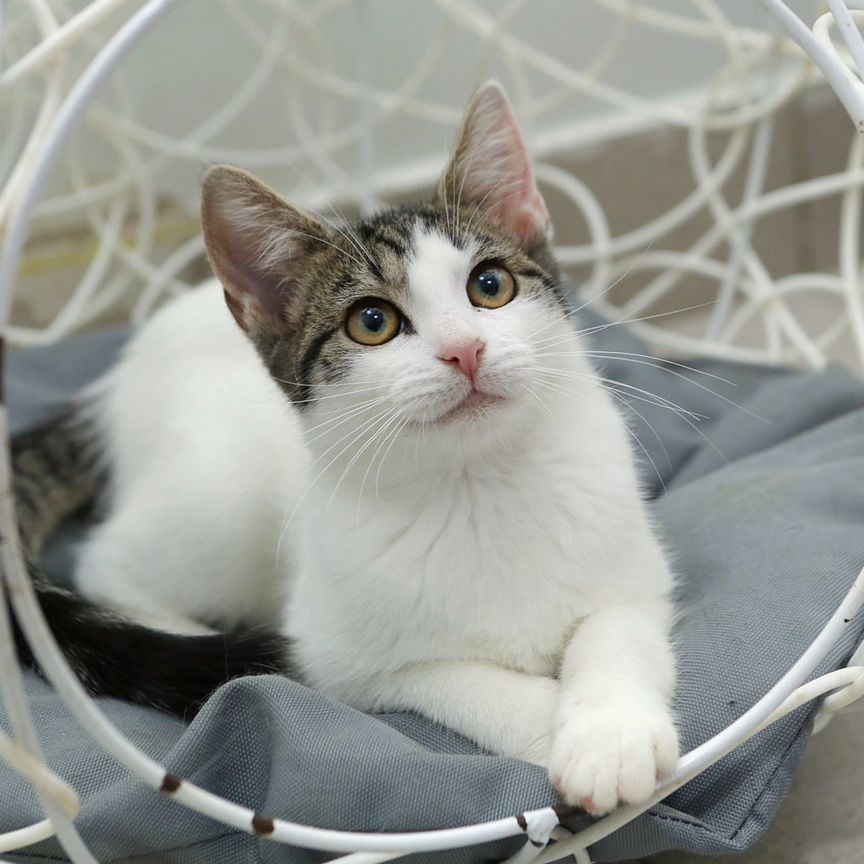 Котенок девочка Шарлотта