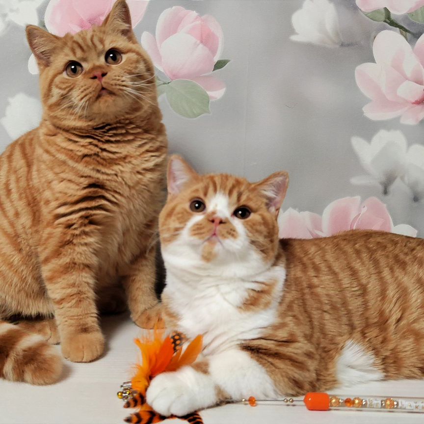 Британские котята