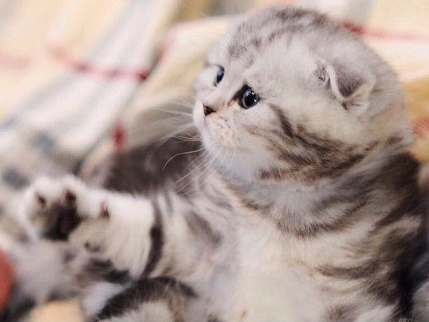 Вислоухие котята