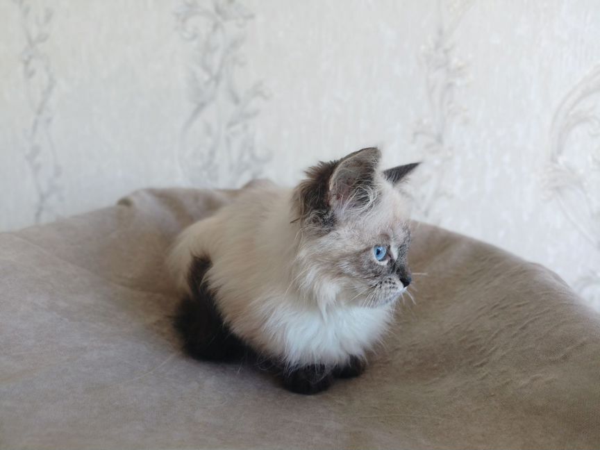 Невский маскарадная