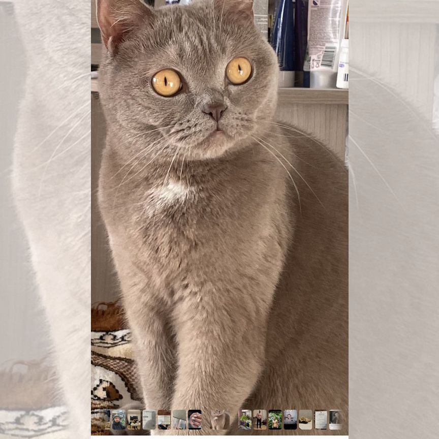 Шотландская прямоухая короткошёрстная, взрослая кошка