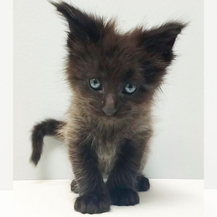 Мейн-кун котёнок