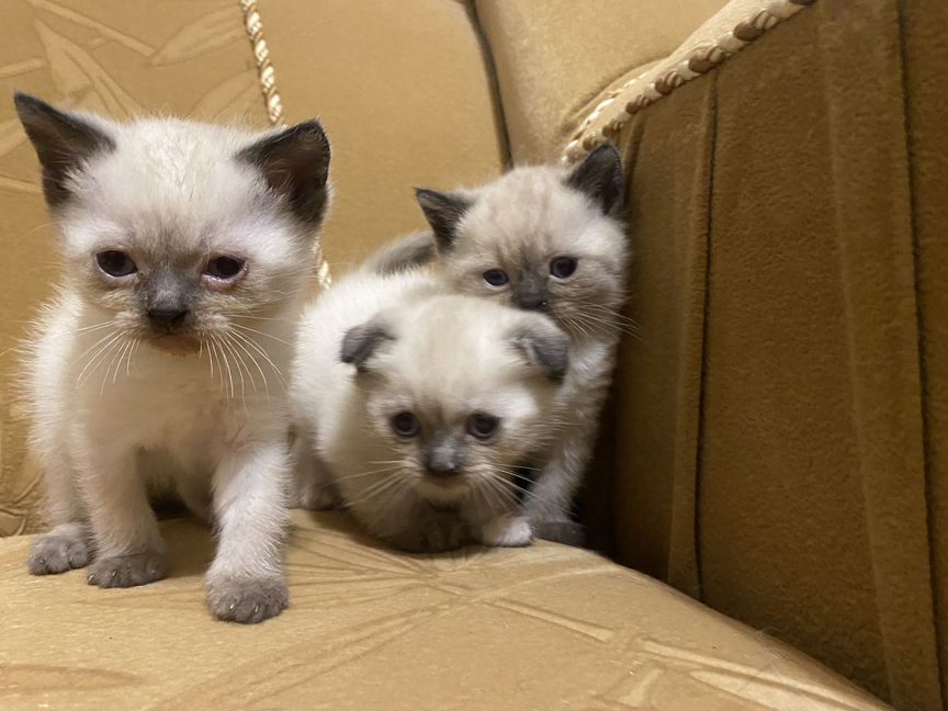 Тайские котята