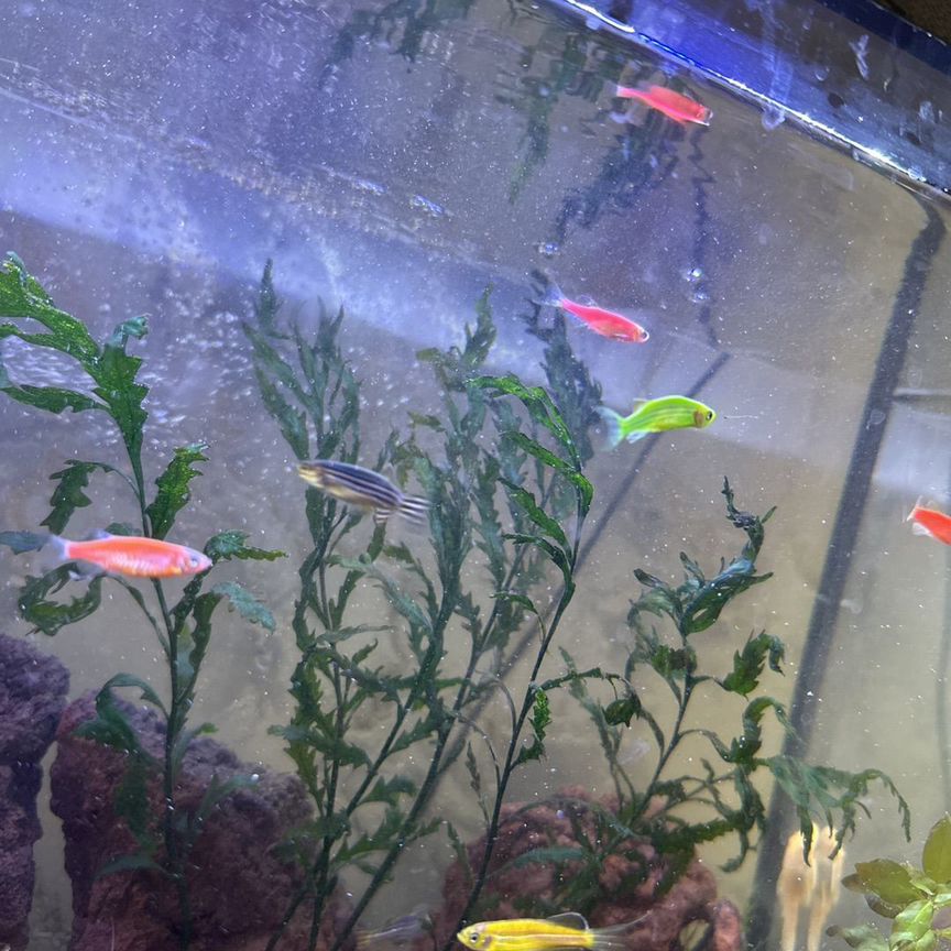 Отдам рыбок данио