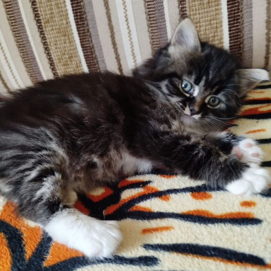 Котенок