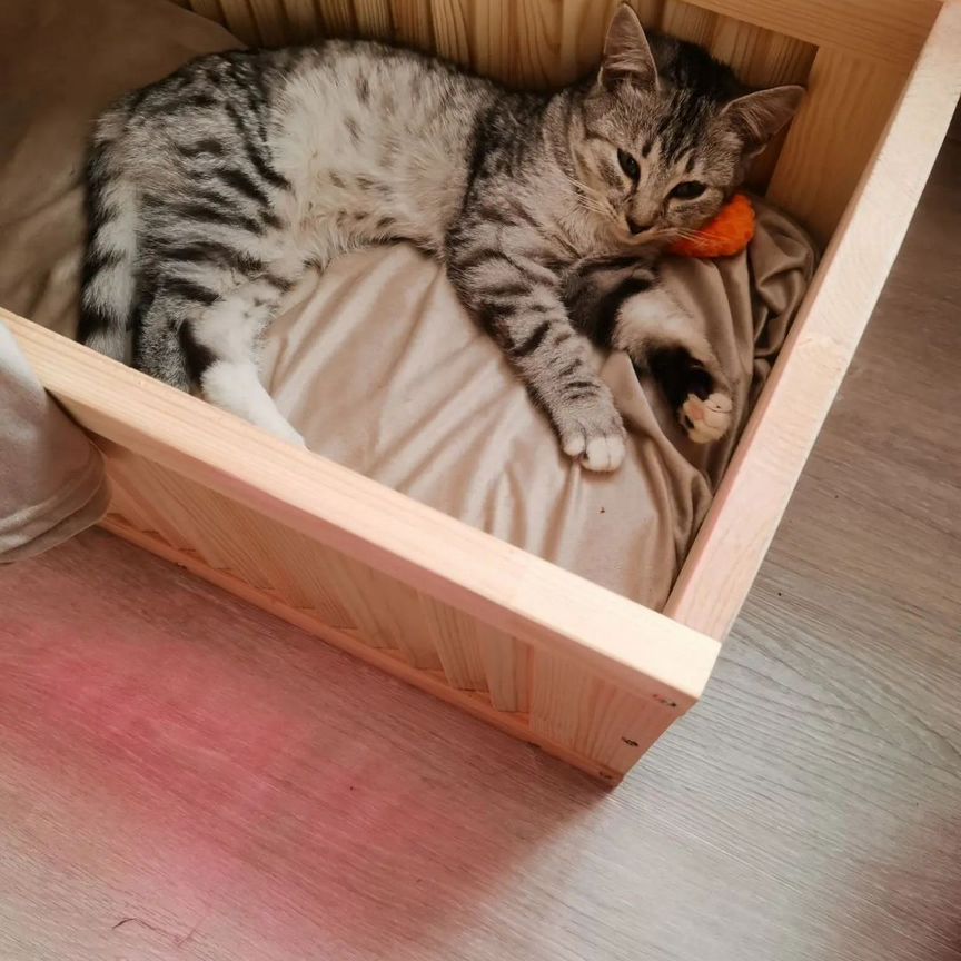 Котёнок в добрые руки