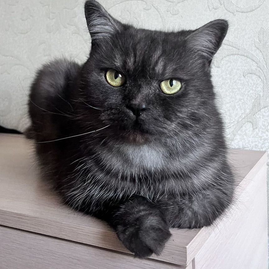 Котик Барон