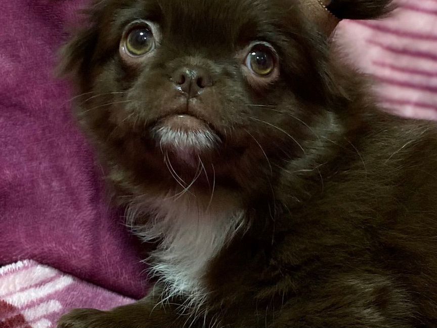 Чихуахуа мальчики