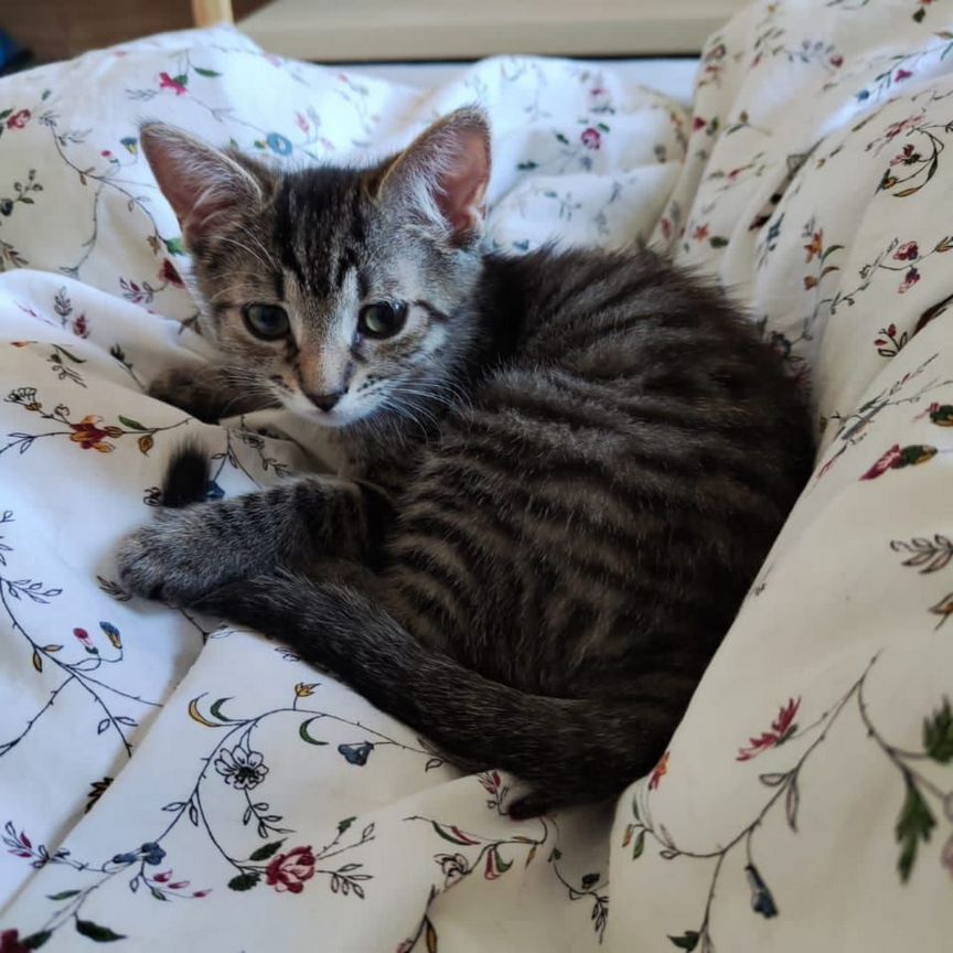 Трогательная кошечка 3 мес. ищет дом