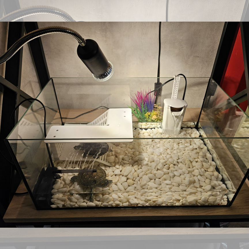 Террариум для черепах без черепах