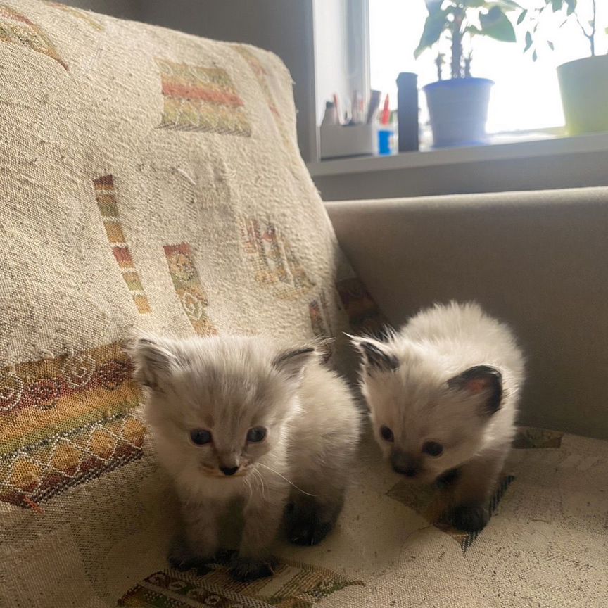 Котята в добрые руки