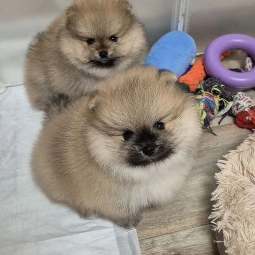 Померанский шпиц, щенок