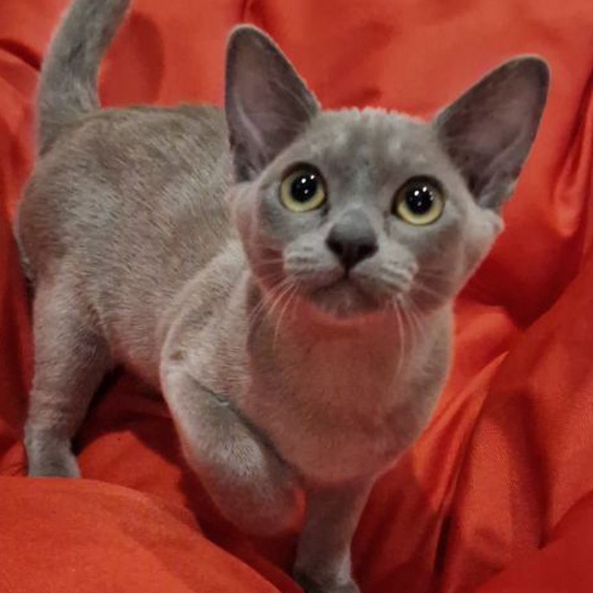 Кошка
