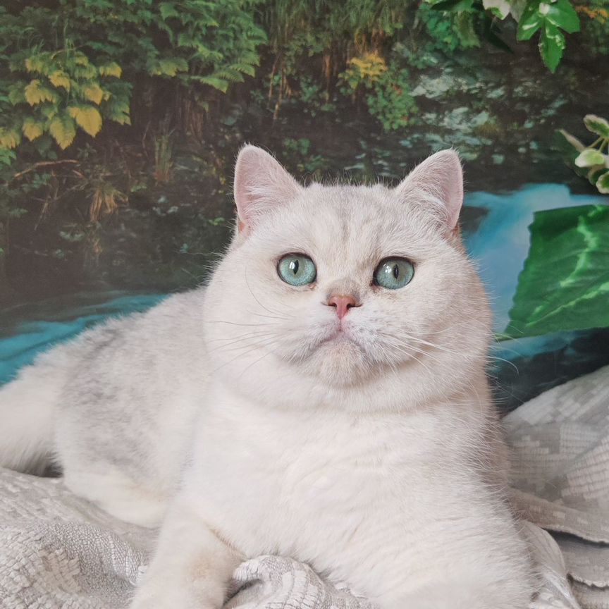 Котята британской породы