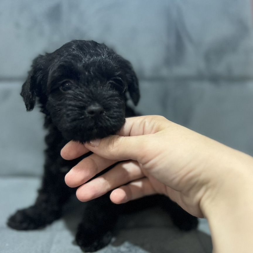 Мальтипу мини бэби фейс