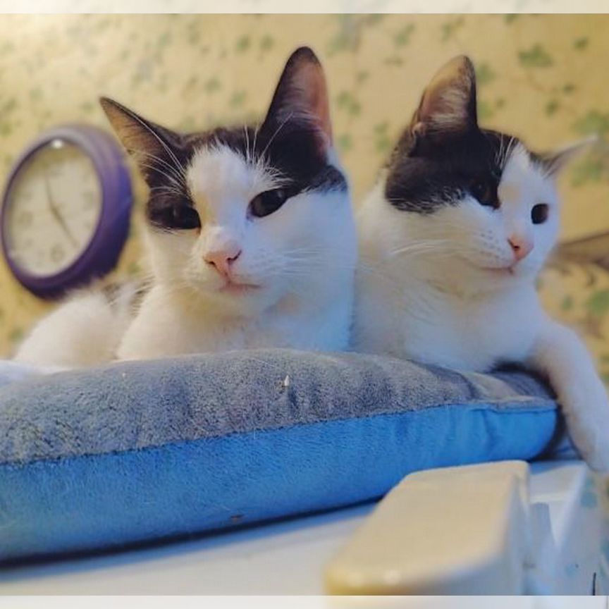 Взрослая кошка в добрые руки