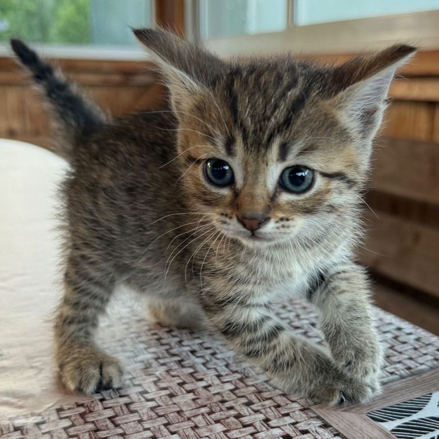 Котёнок в добрые руки