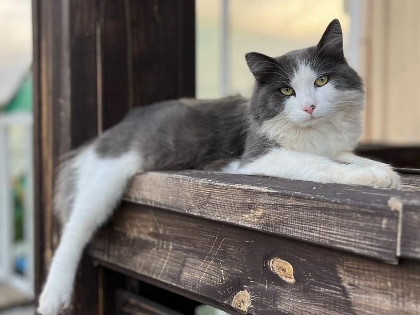 Котик крупный красивый