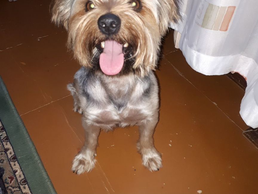 Йорк в добрые, ответственные и любящие руки