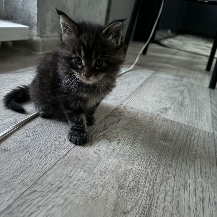 Котята мейн-кун девочки за ценой в лс