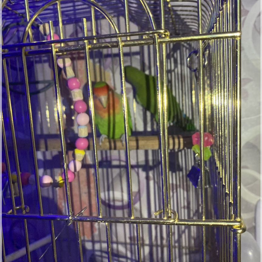 Попугай неразлучники