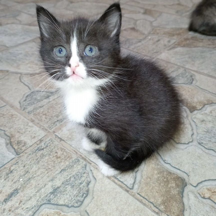 Котята