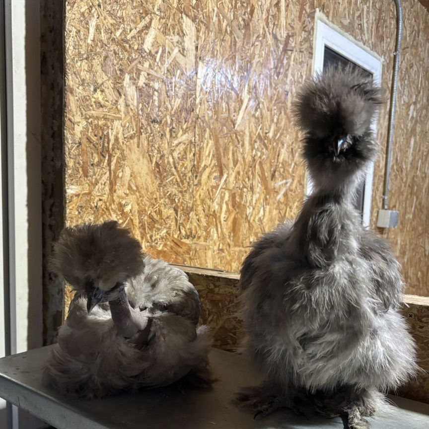 Китайские шелковые куры