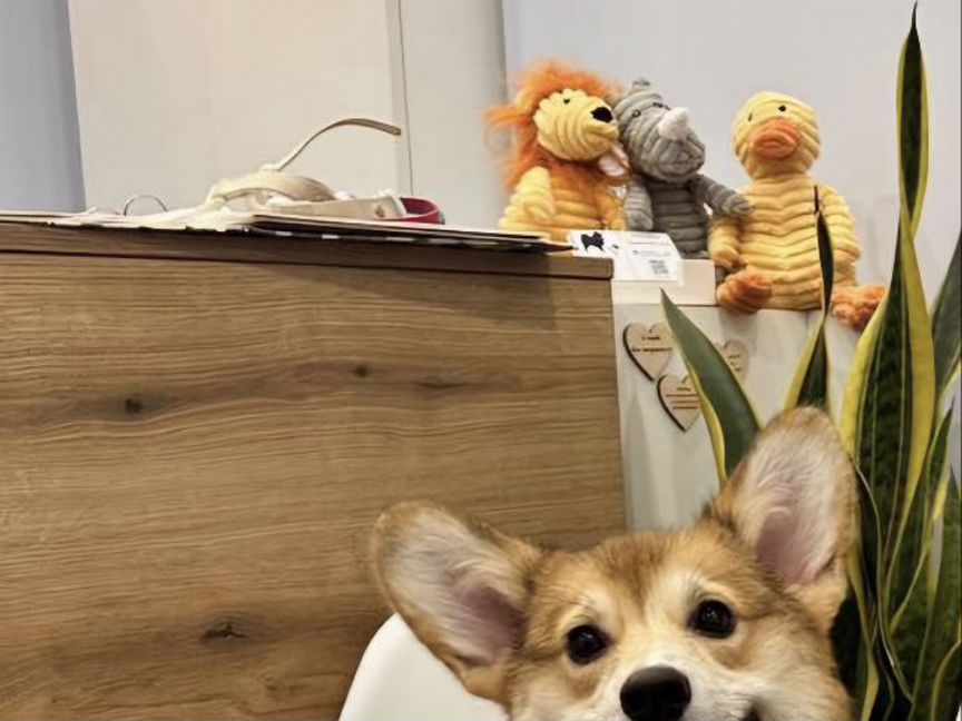 Вельш-корги пемброк мальчик