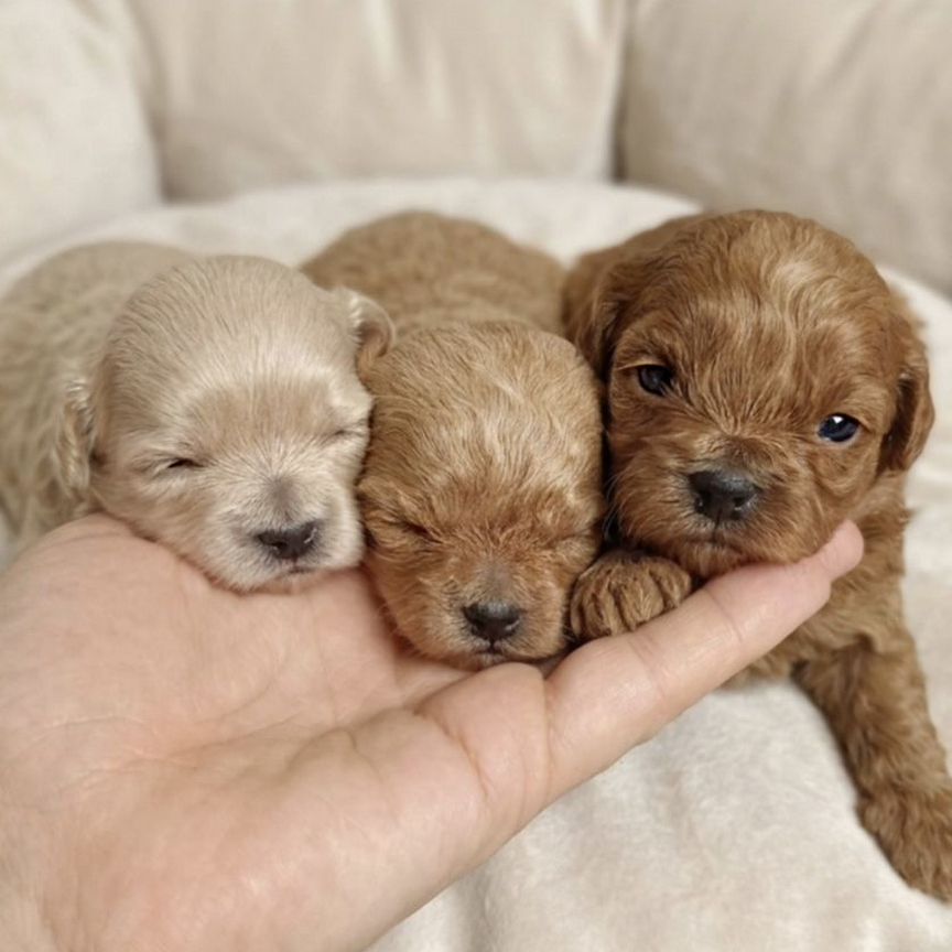 Мальтипу, щенок