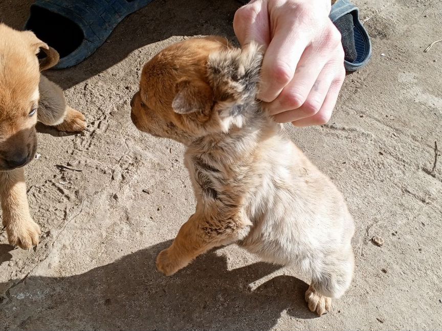 Собака в добрые руки