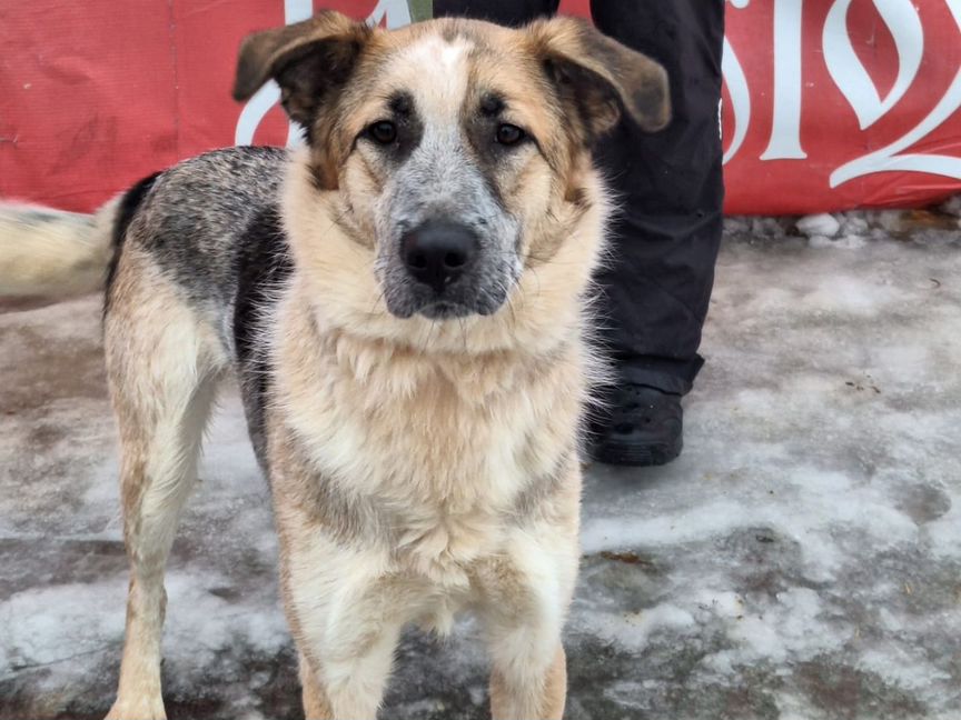 Собака Микс.приют