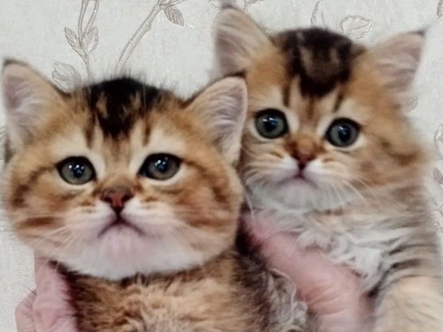 Шотландские плюшевые котодетки