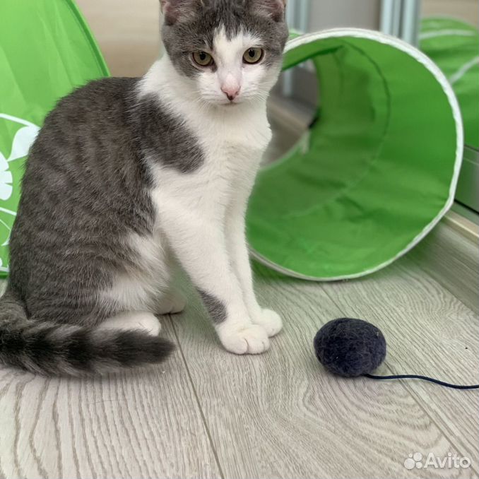 Котик Сема 4,5 мес