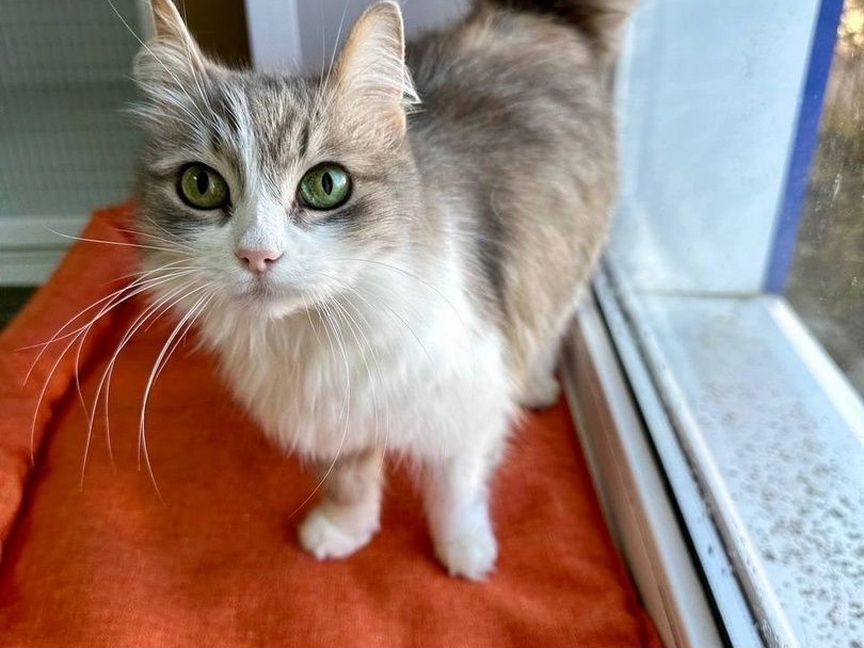 Котишки из приюта ждут человека