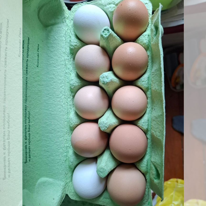 Цыплята суточные домашние