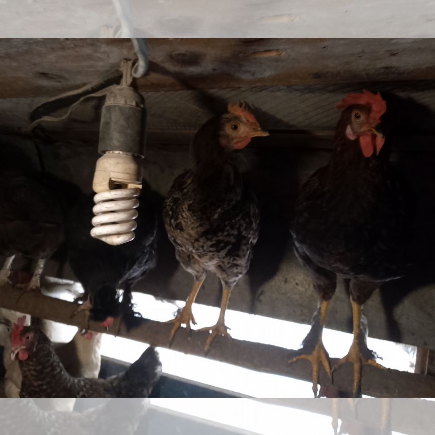 Продам петухов