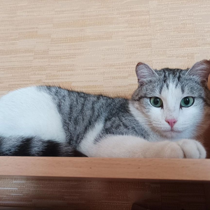 Кот в добрые руки