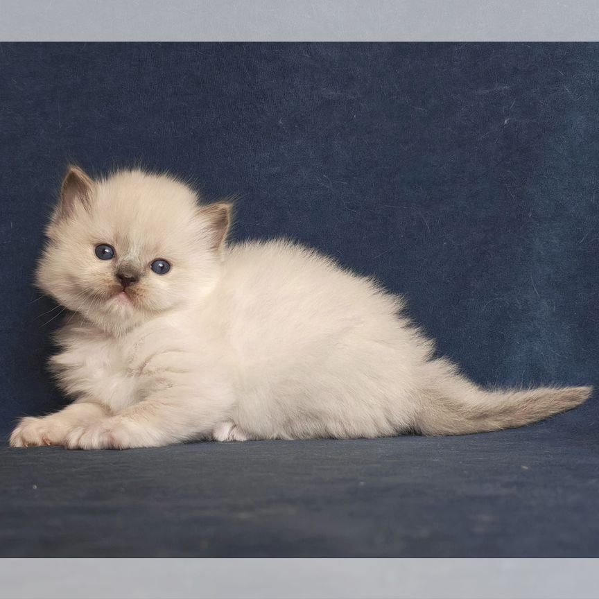 Рэгдолл котёнок