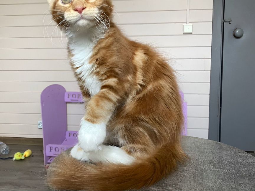 Котята мейн-кун