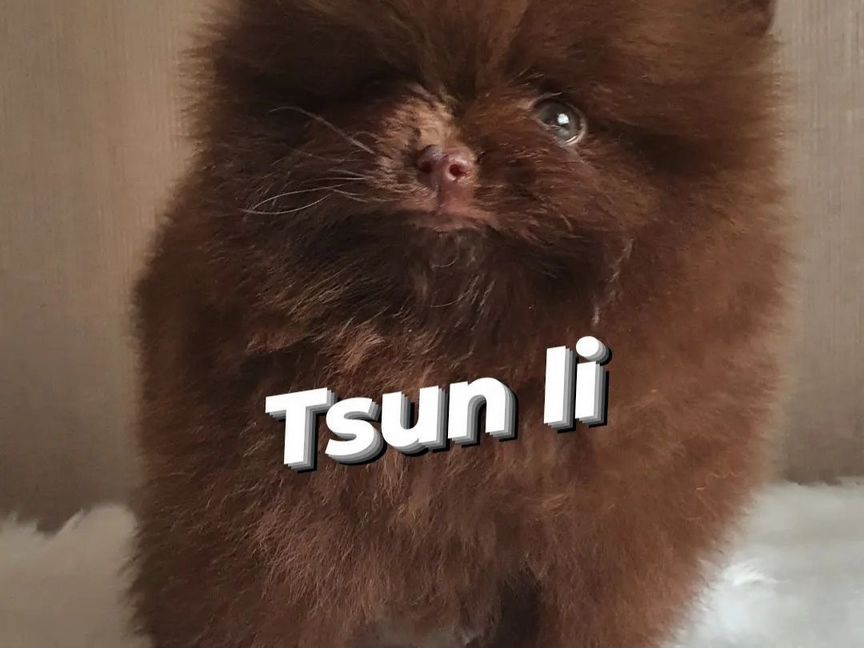 Шпиц девочка эксклюзиф для любви шоколад мини