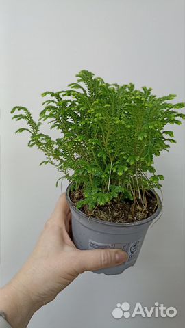 Папоротник купить в Перми по низкой цене | Товары для дома и дачи ...