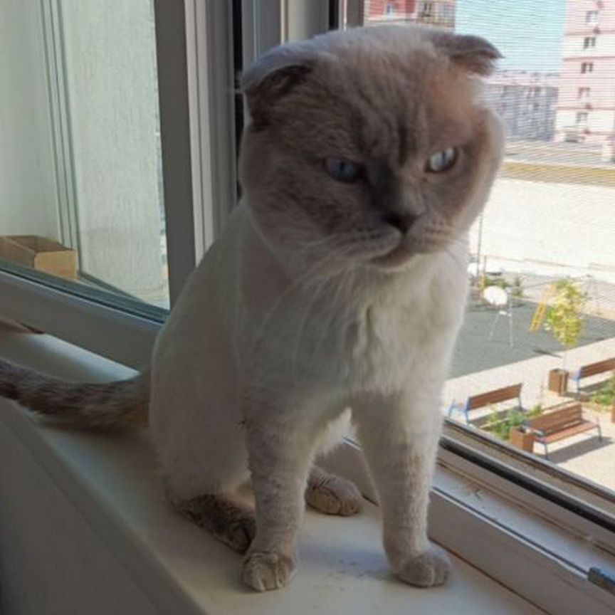 Шотландский кот вязка