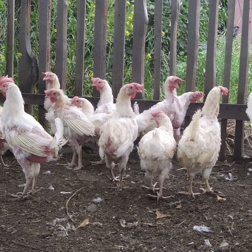 Курочки несушки