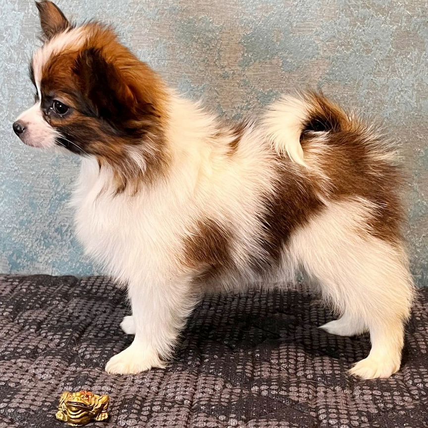 Континентальный той-спаниель папильон, щенок