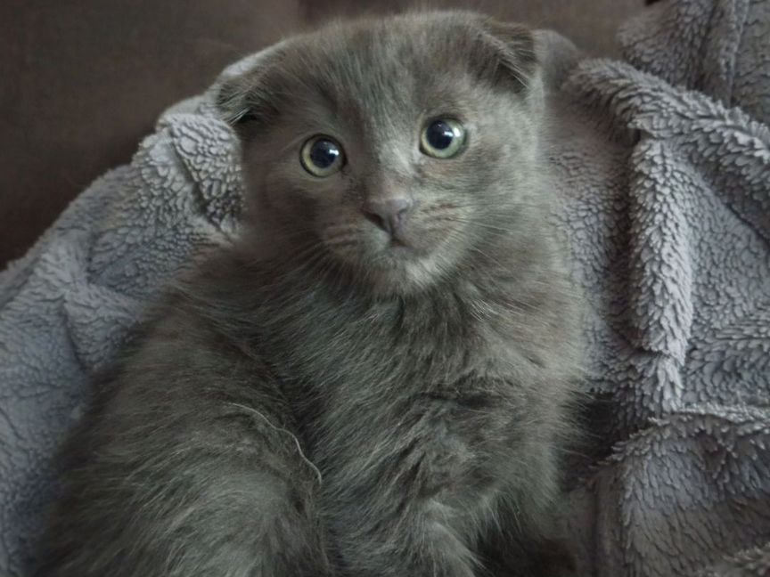 Вислоухие котята Британцы