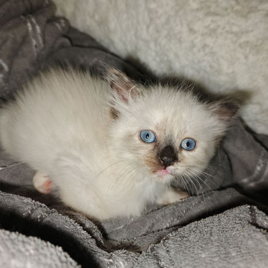 Сиамский котёнок