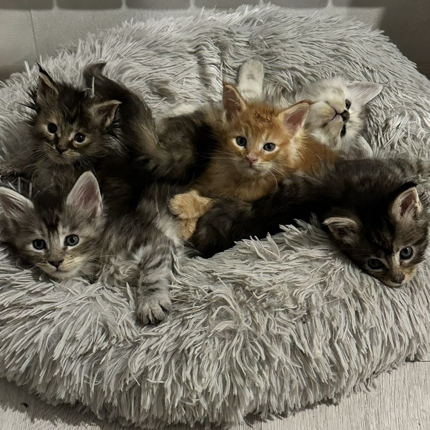 Мейн-кун котёнок